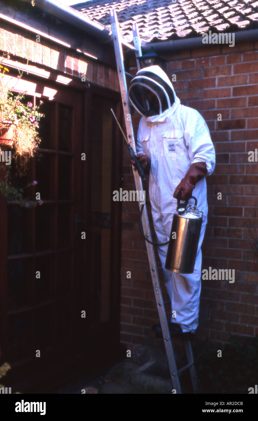 Wasps nest removal hi-res stock photography and images - Alamy