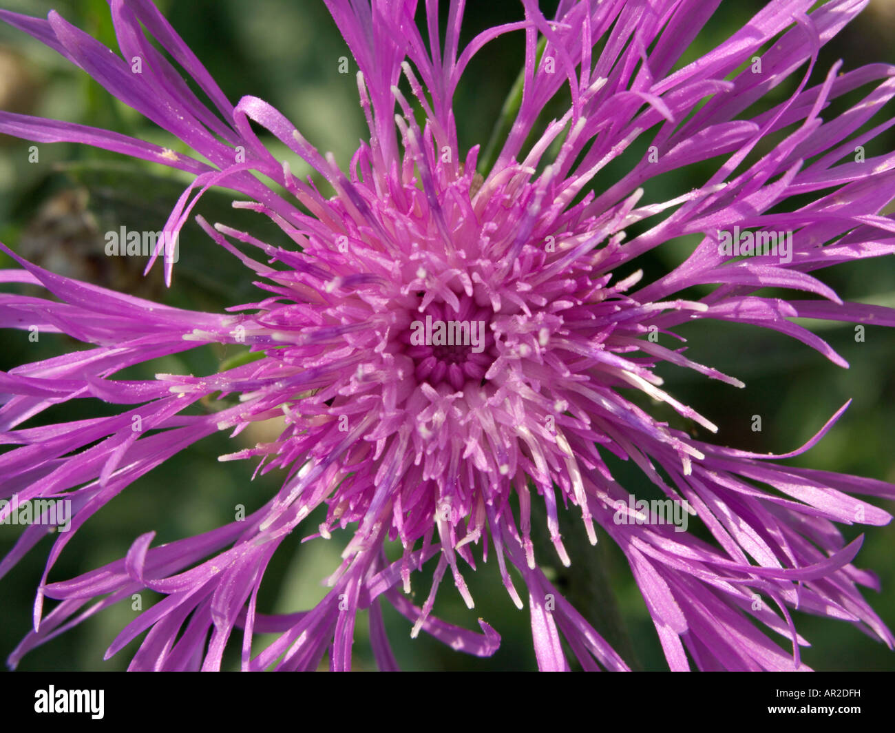 Black knapweed flower hi-res stock photography and images - Alamy