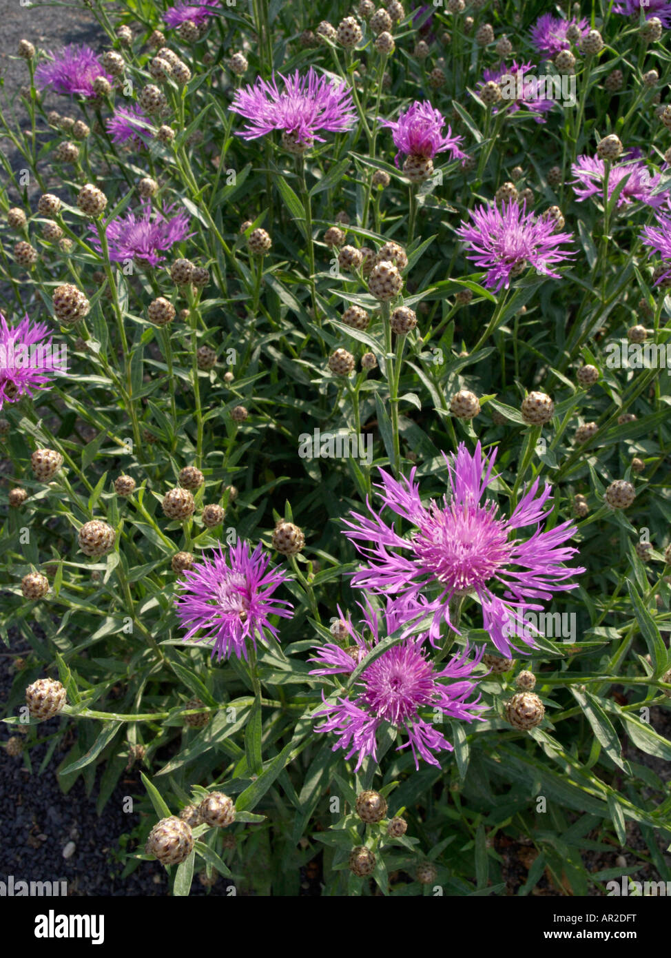 Knapweed species hi-res stock photography and images - Alamy