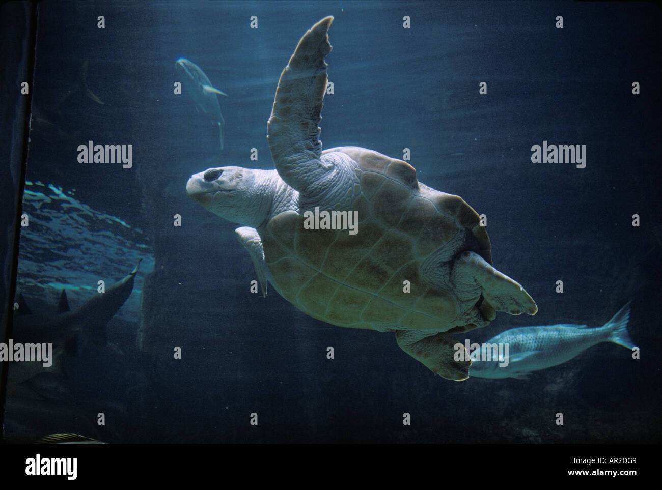 Leatherback turtles swimming hi-res stock photography and images - Alamy