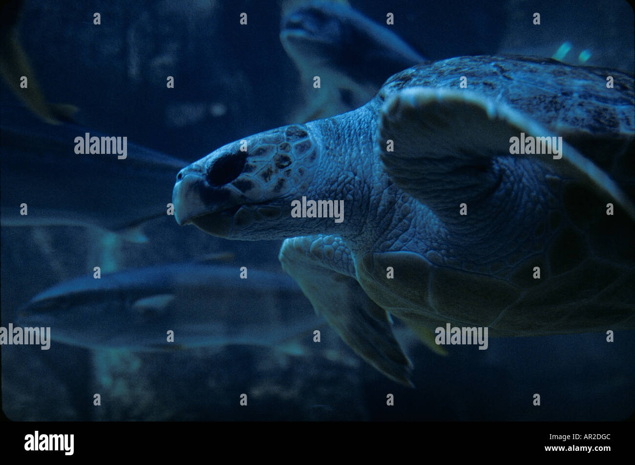 South Africa Cape Town Leatherback Turtle Dermochelys coriacea swimming ...