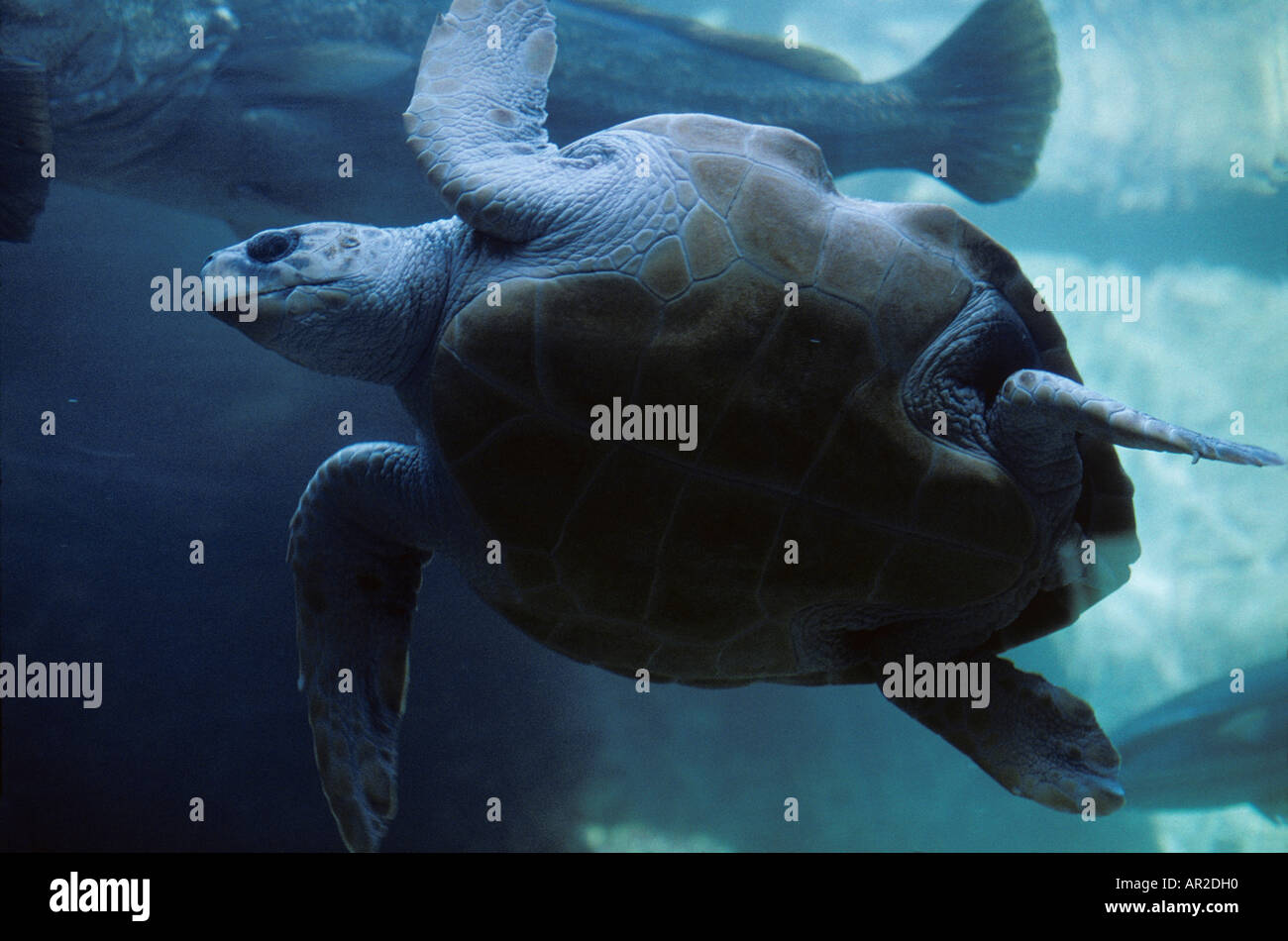 Leatherback sea turtle fish hi-res stock photography and images - Alamy
