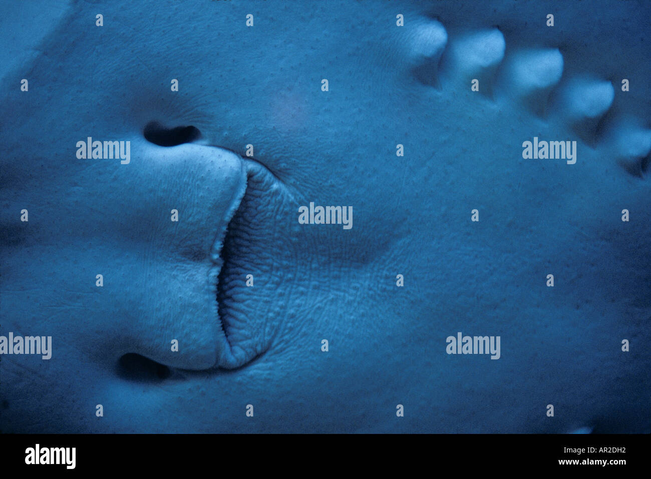 South Africa Cape Town Short Tailed Sting Ray Dasyatis brevicaudata ...