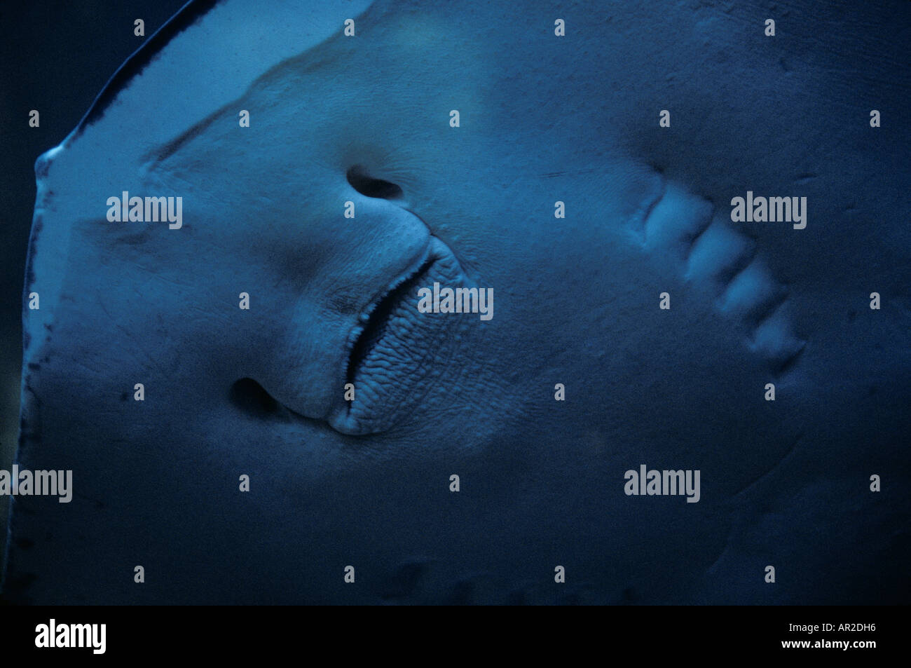 South Africa Cape Town Short Tailed Sting Ray Dasyatis brevicaudata ...