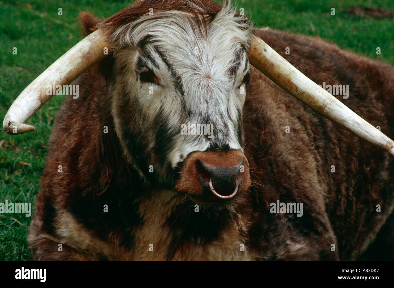 Long horn bull, rare breed Stock Photo - Alamy