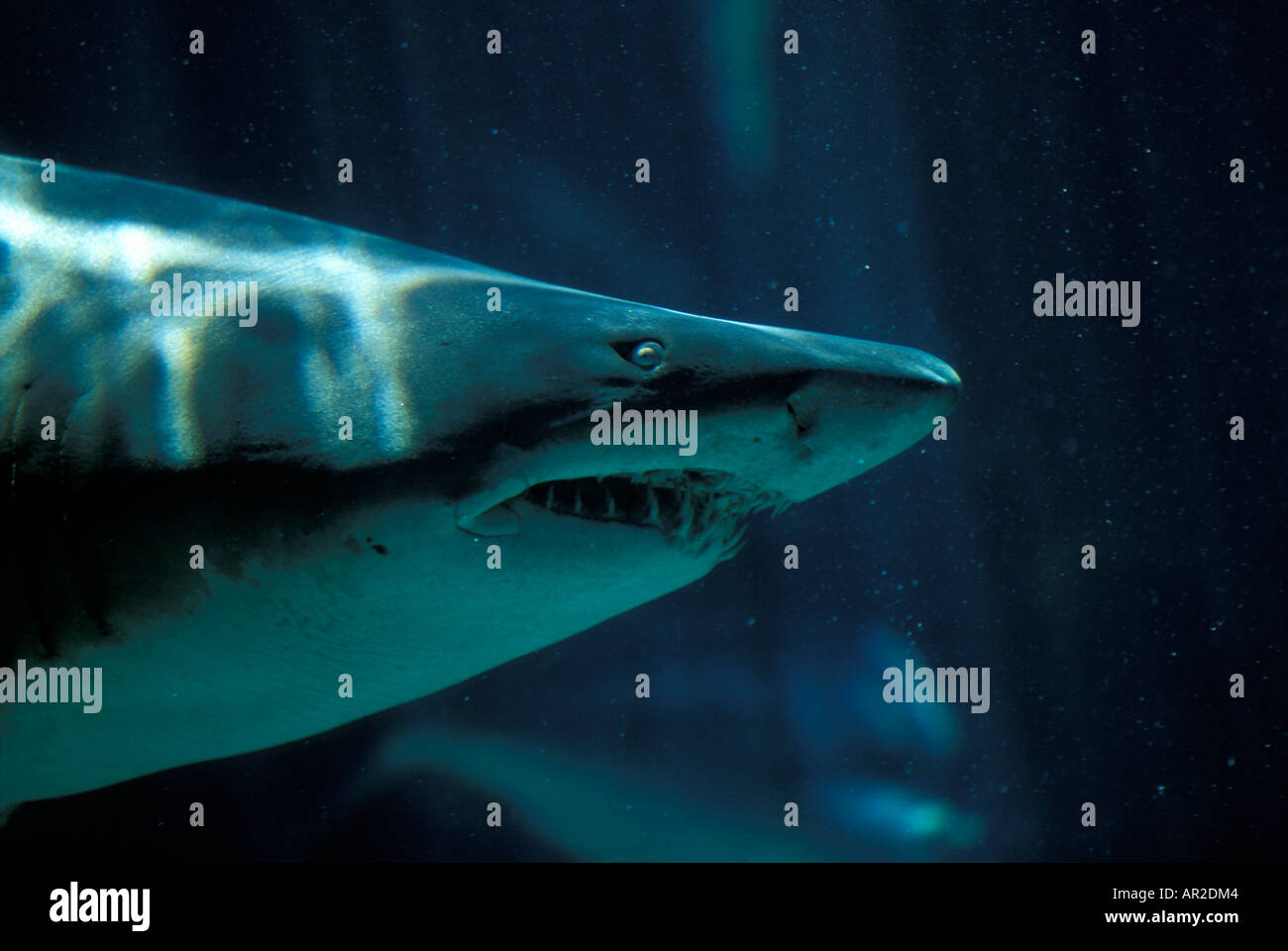 Ragged tooth shark odontaspis ferox hi-res stock photography and images ...