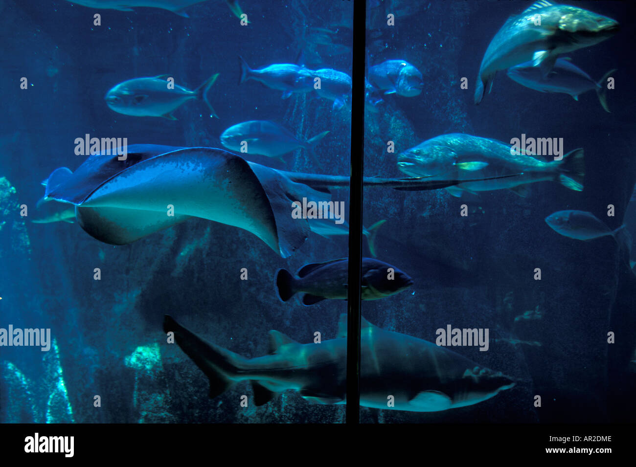 South Africa Cape Town Short Tailed Sting Ray Dasyatis brevicaudata ...