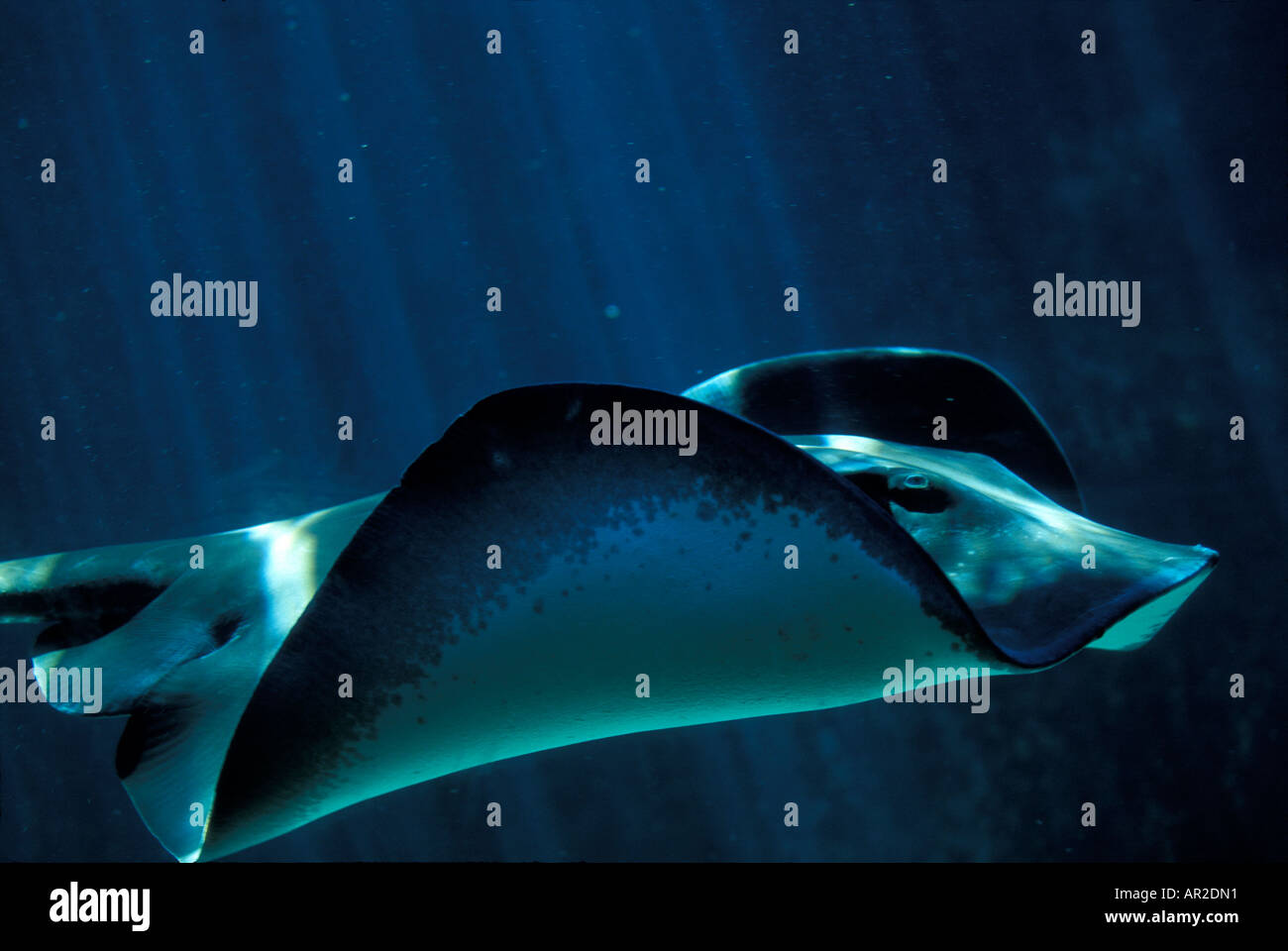 South Africa Cape Town Short Tailed Sting Ray Dasyatis brevicaudata ...