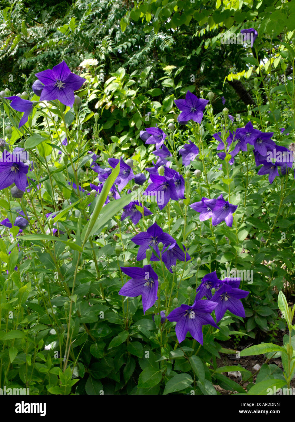 Balloon flower (Platycodon grandiflorus Stock Photo - Alamy