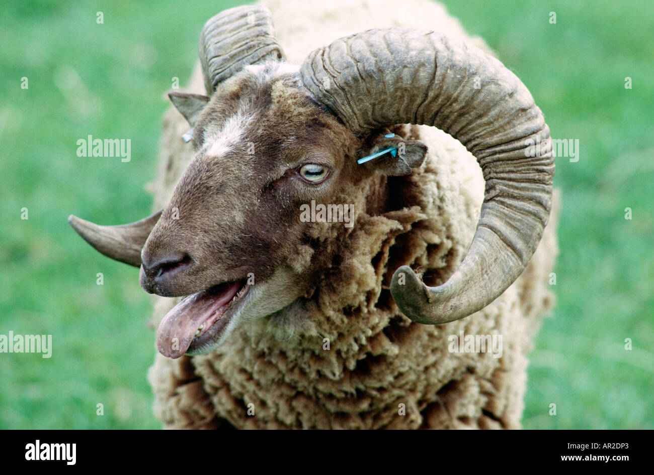 rare breed of sheep Stock Photo - Alamy
