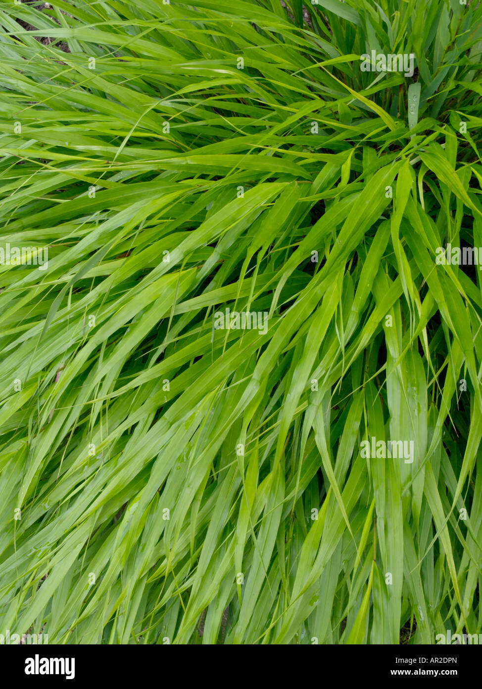 Hakonechloa macra japanese forest grass hi-res stock photography and ...