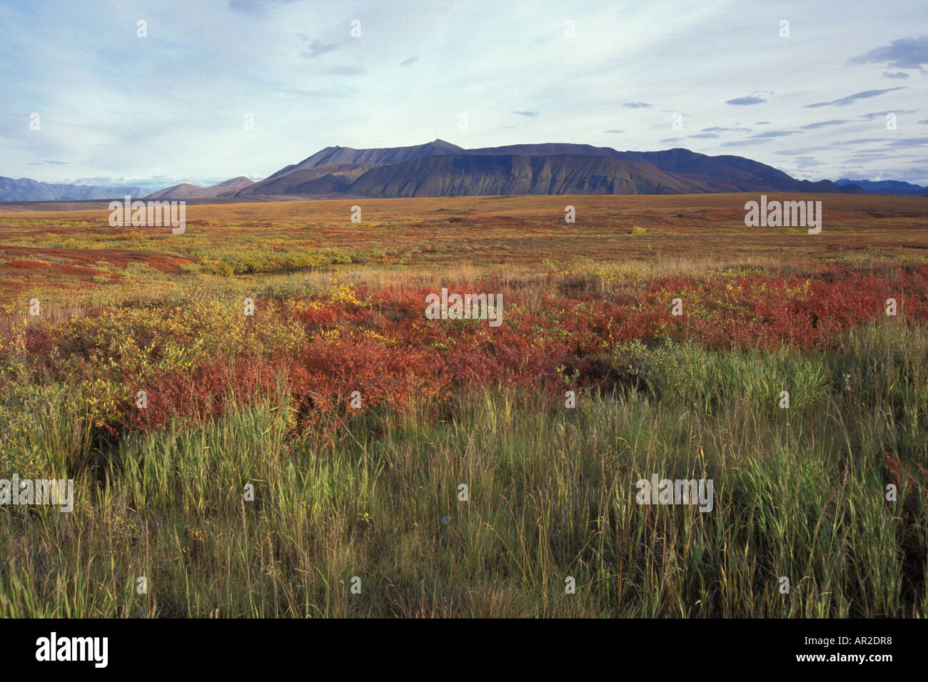 fall colors along the North Slope of the Brooks Range Arctic Alaska ...