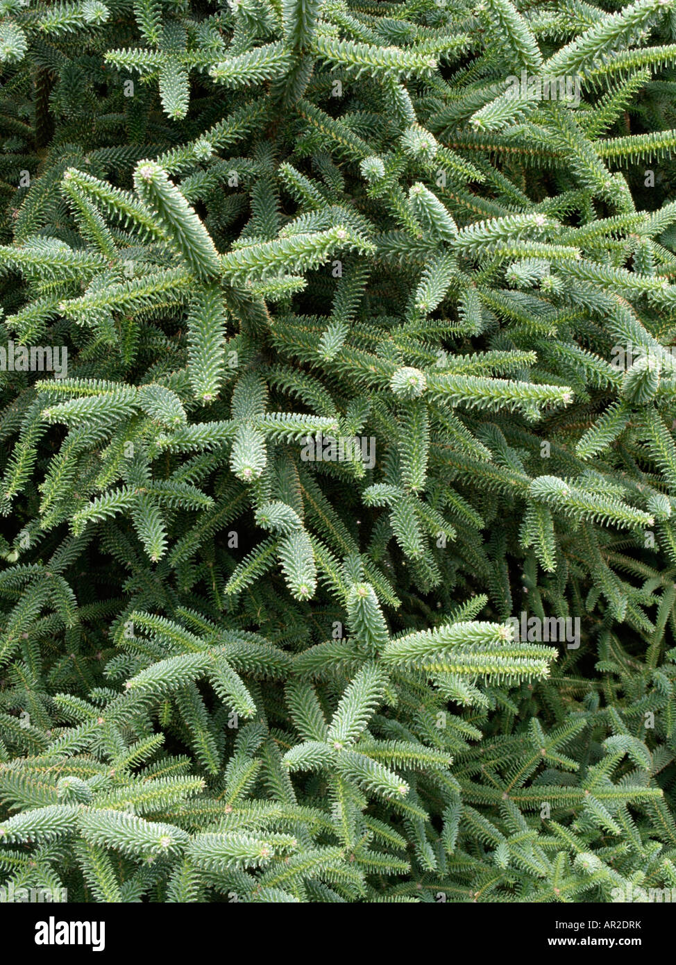 Spanish fir (Abies pinsapo Stock Photo - Alamy