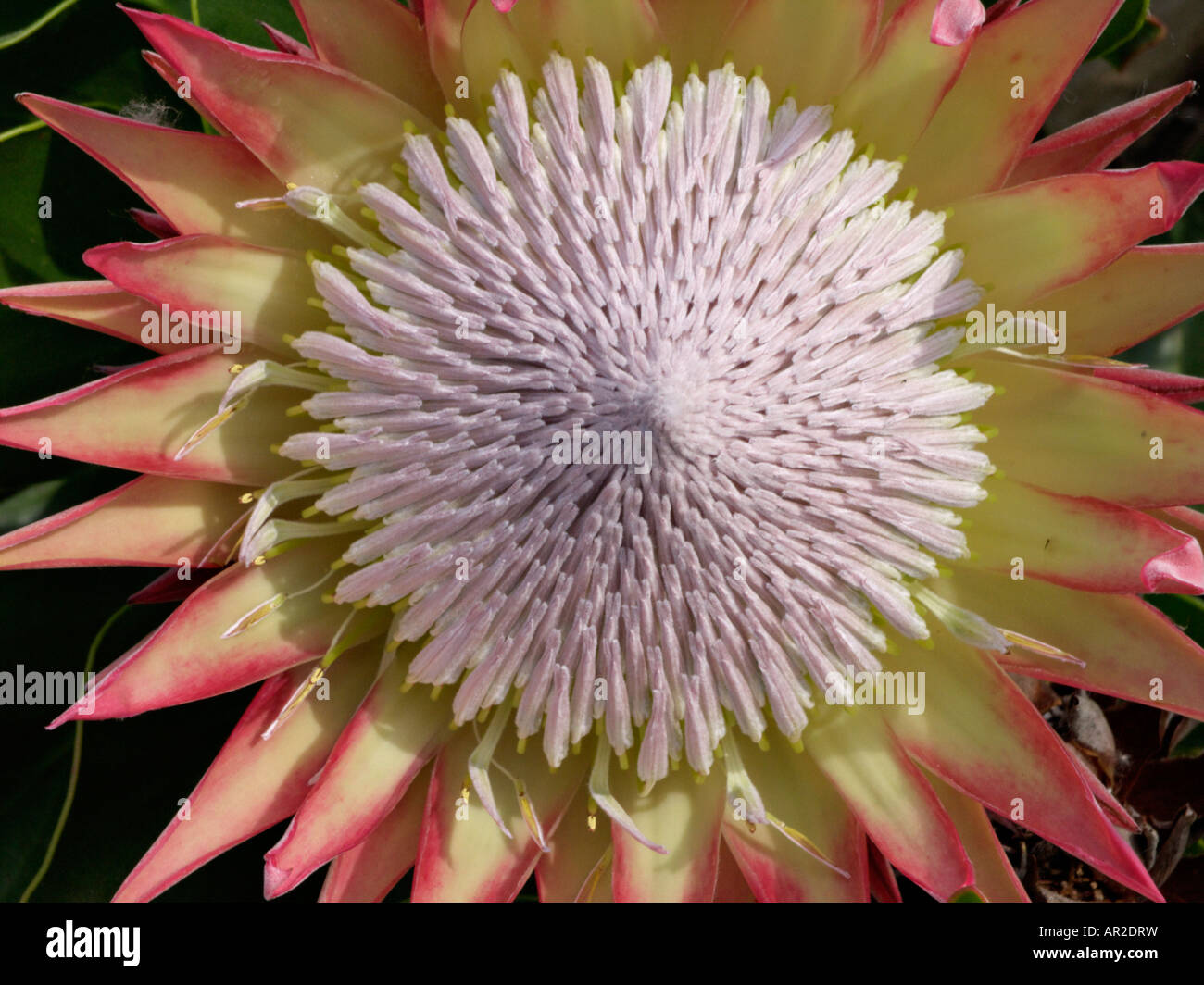 King protea (Protea cynaroides Stock Photo - Alamy