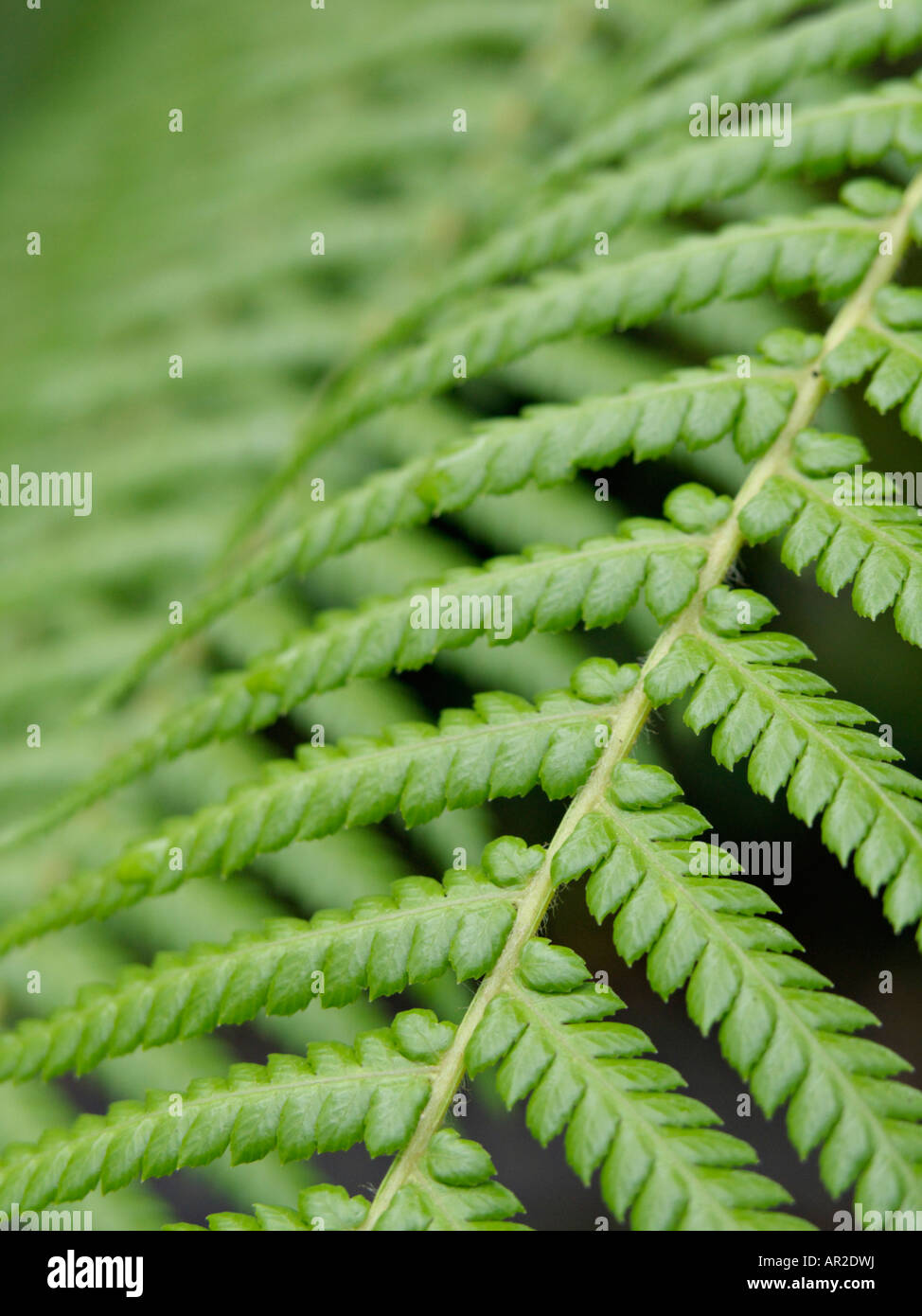 Tree fern (Dicksonia antarctica Stock Photo - Alamy