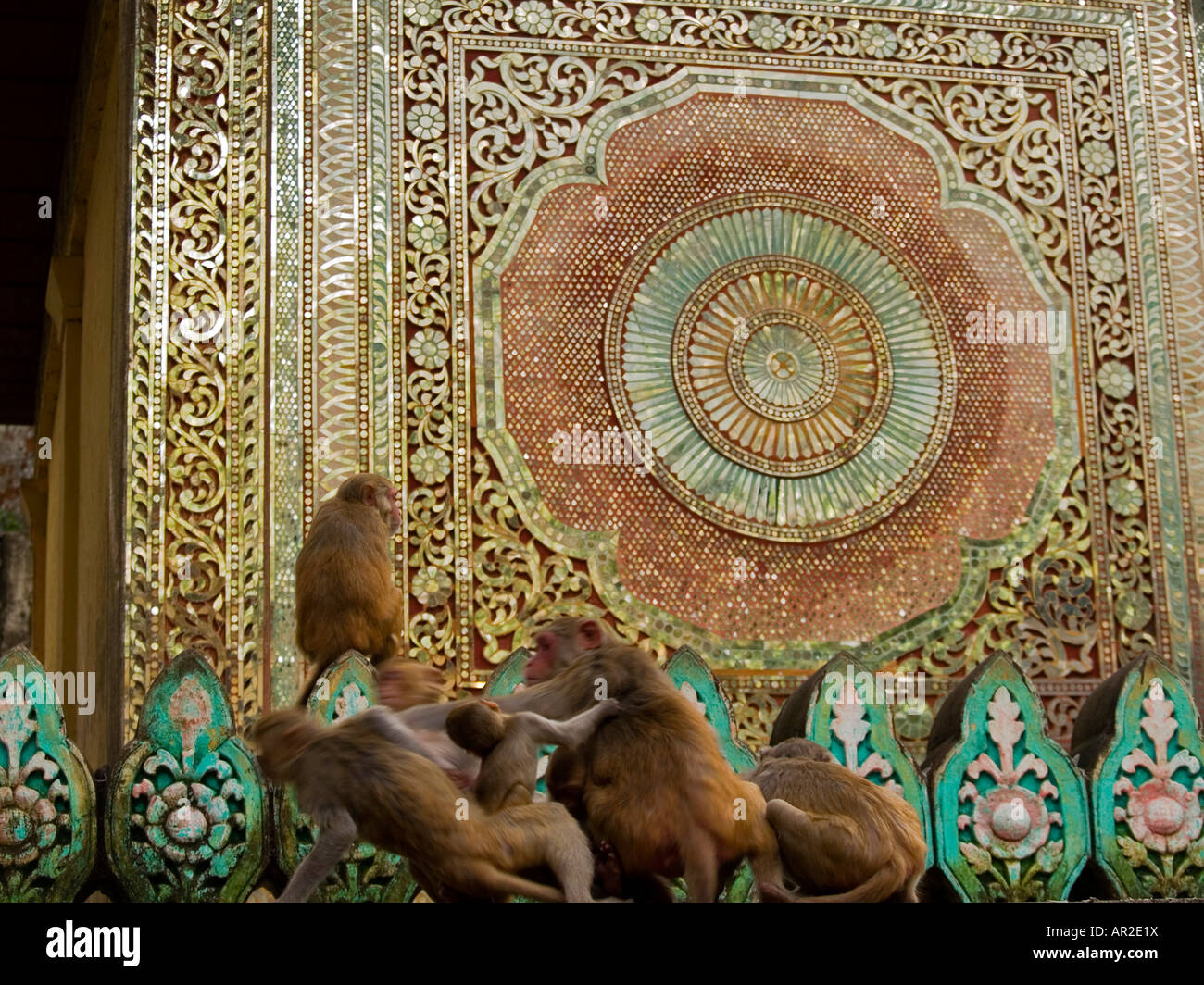 monkeys at play at Mount Popa temple in Myanmar Stock Photo - Alamy
