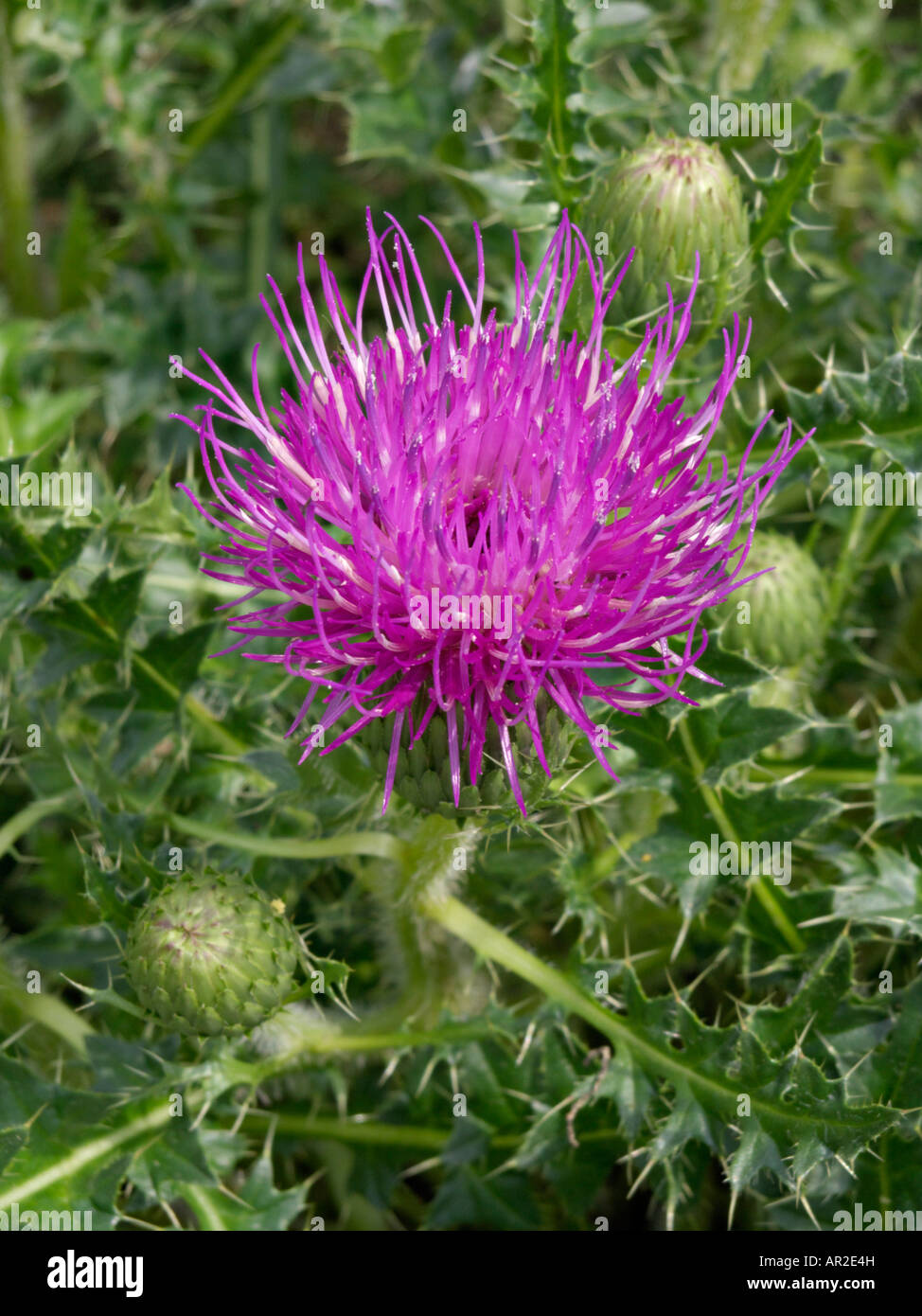 Ground thistle (Cirsium acaule Stock Photo - Alamy