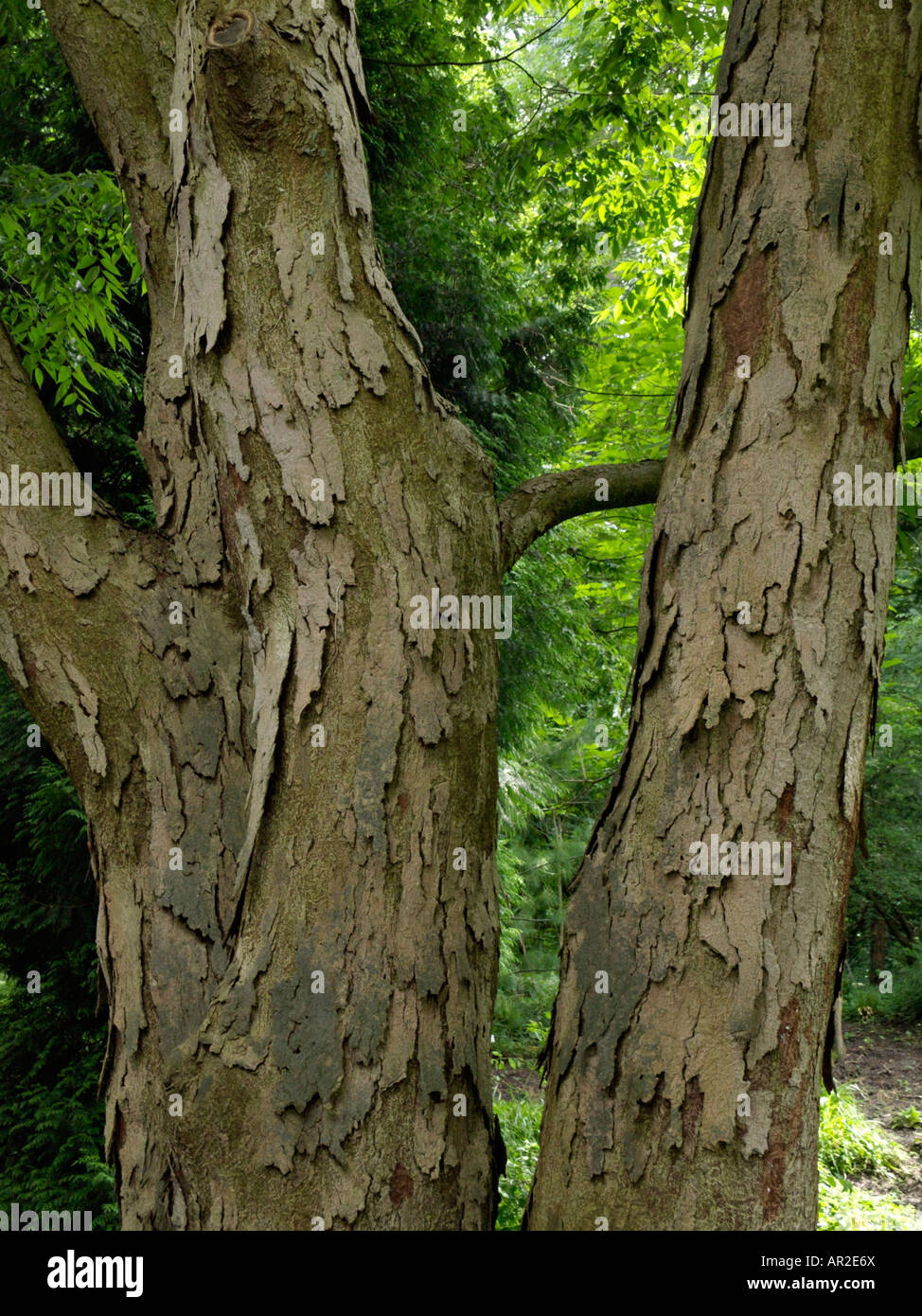 Zelkova Bark