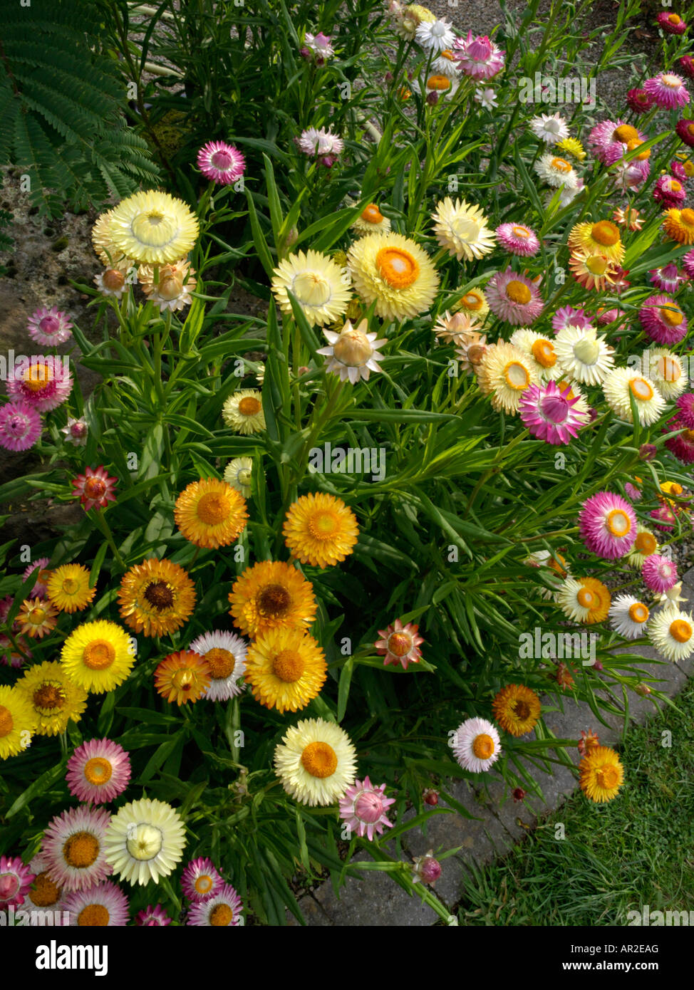 Xerochrysum helichrysum hi-res stock photography and images - Alamy