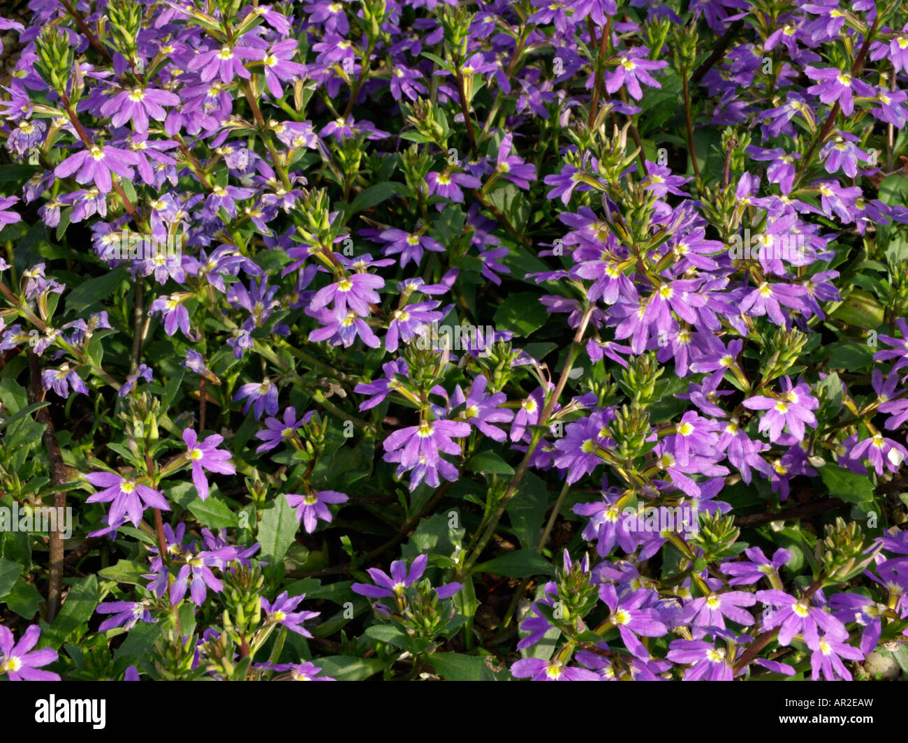 Fairy fan-flower (Scaevola aemula Stock Photo - Alamy