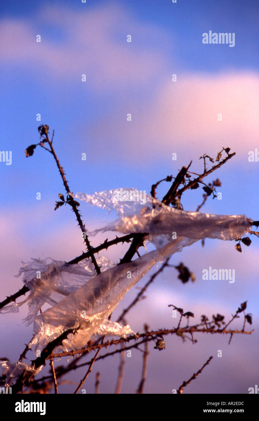 Torn shreds of disgarded polythene cling to thorny twigs Stock Photo ...