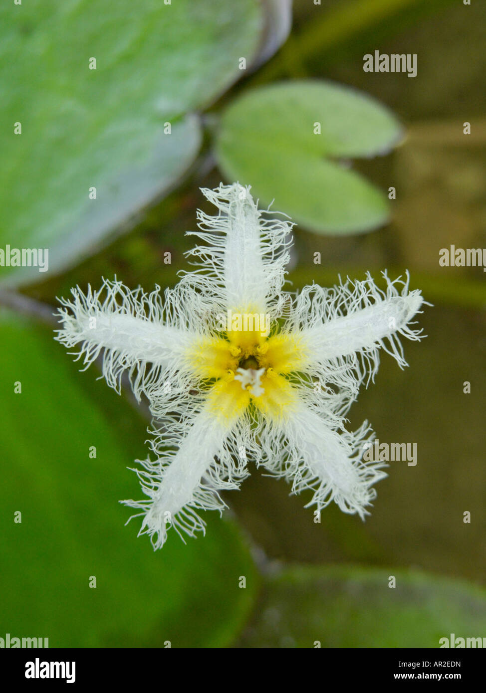 Aquatic nymphoides hi-res stock photography and images - Alamy