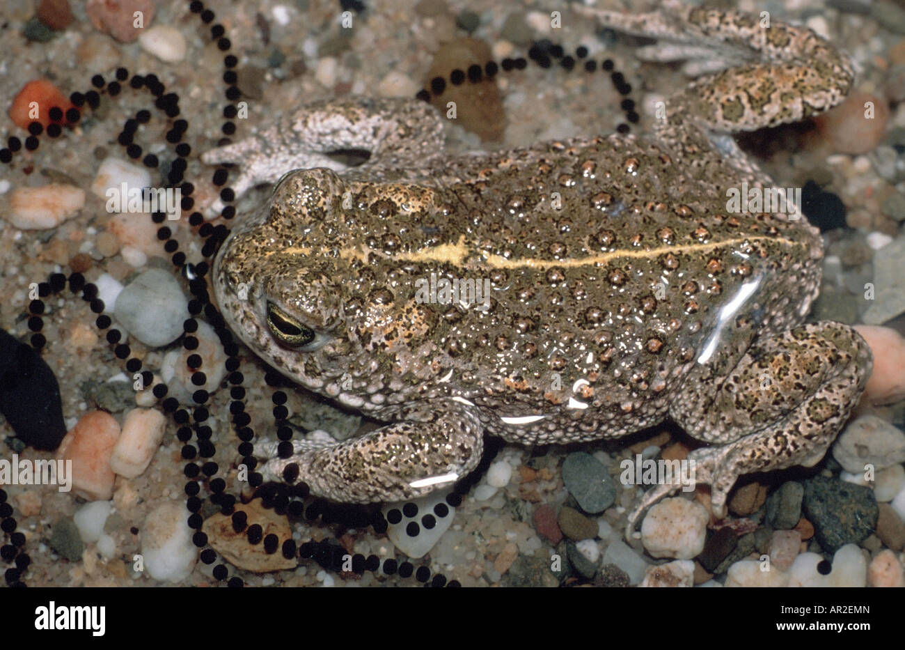 Could anyone tell me what animal laid these eggs? : r/animalid