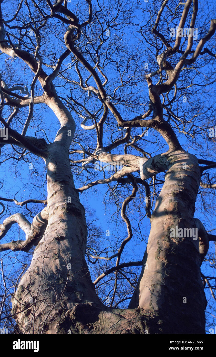European plane, maple-leaved plane, London plane, London planetree ...