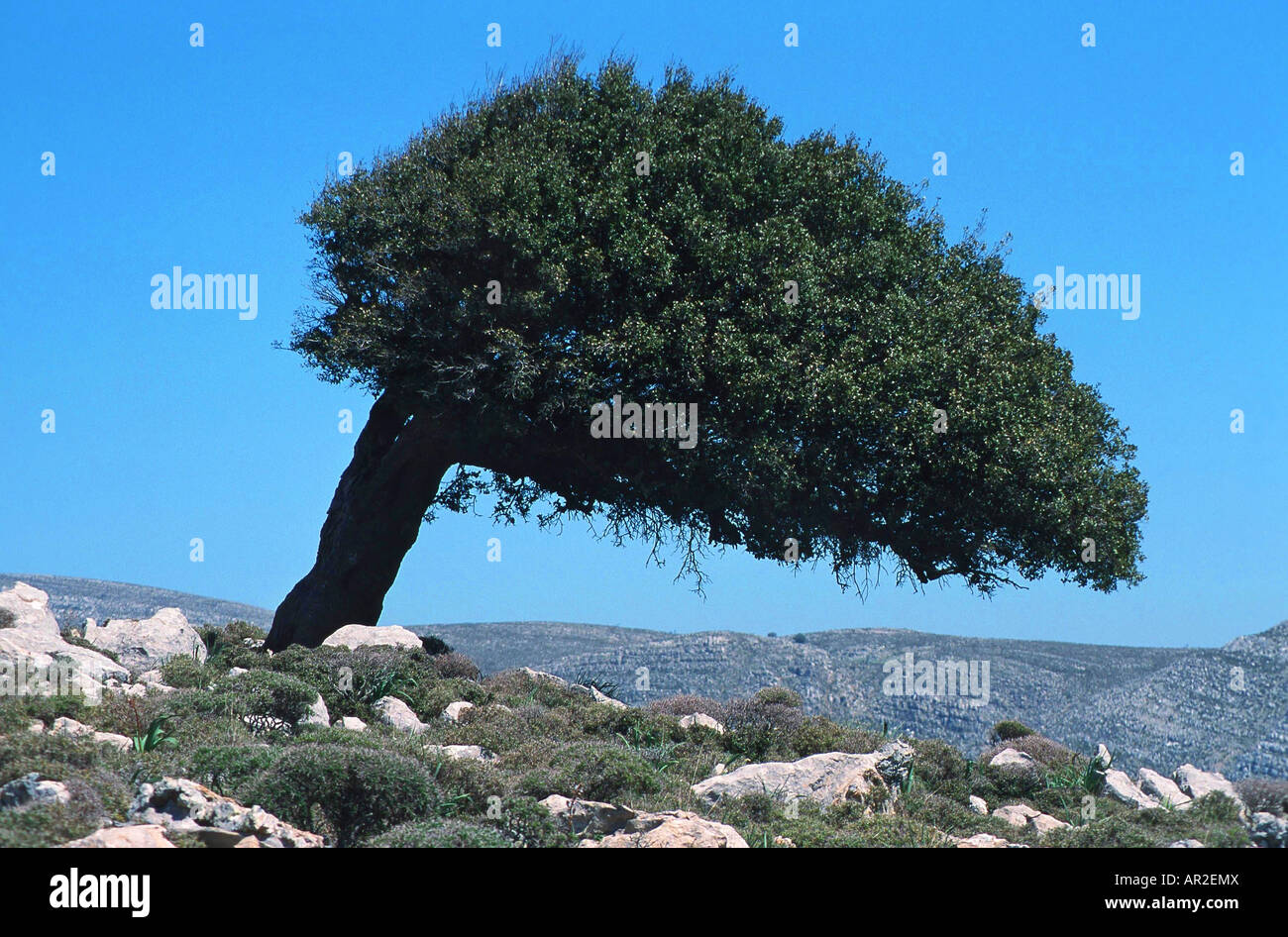 Olive tree olea europaea ssp sativa hi-res stock photography and images ...