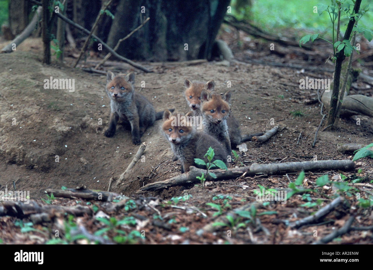 red fox (Vulpes vulpes), four fox cubs at the den, Germany Stock Photo ...