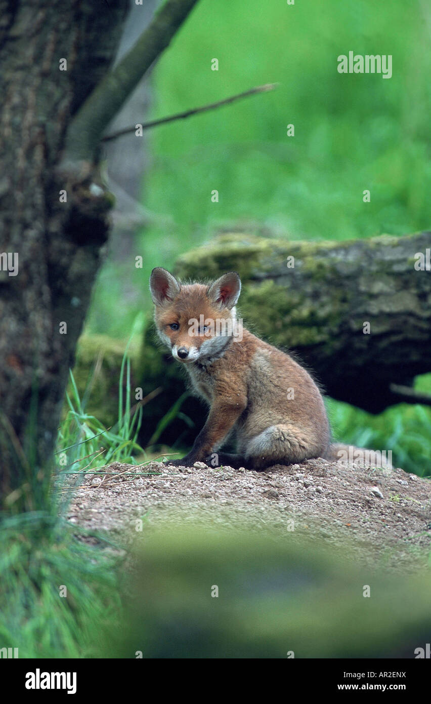 red fox (Vulpes vulpes), juvenile, Germany Stock Photo - Alamy
