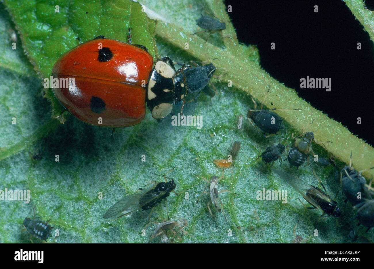 two-spot ladybird, 2-spot ladybird (Adalia bipunctata), feeding ...