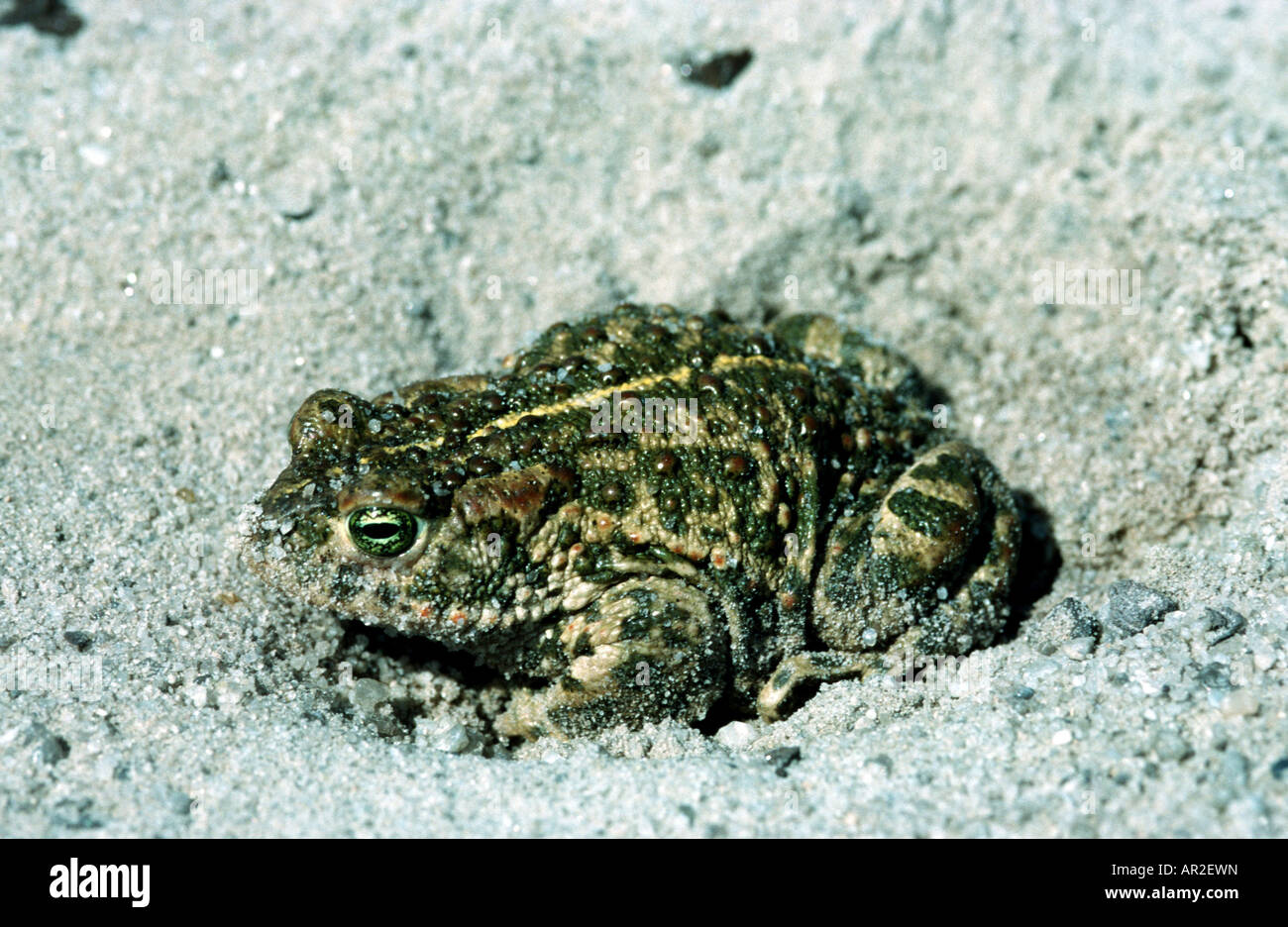 natterjack toad, natterjack, British toad (Bufo calamita), sitting ...
