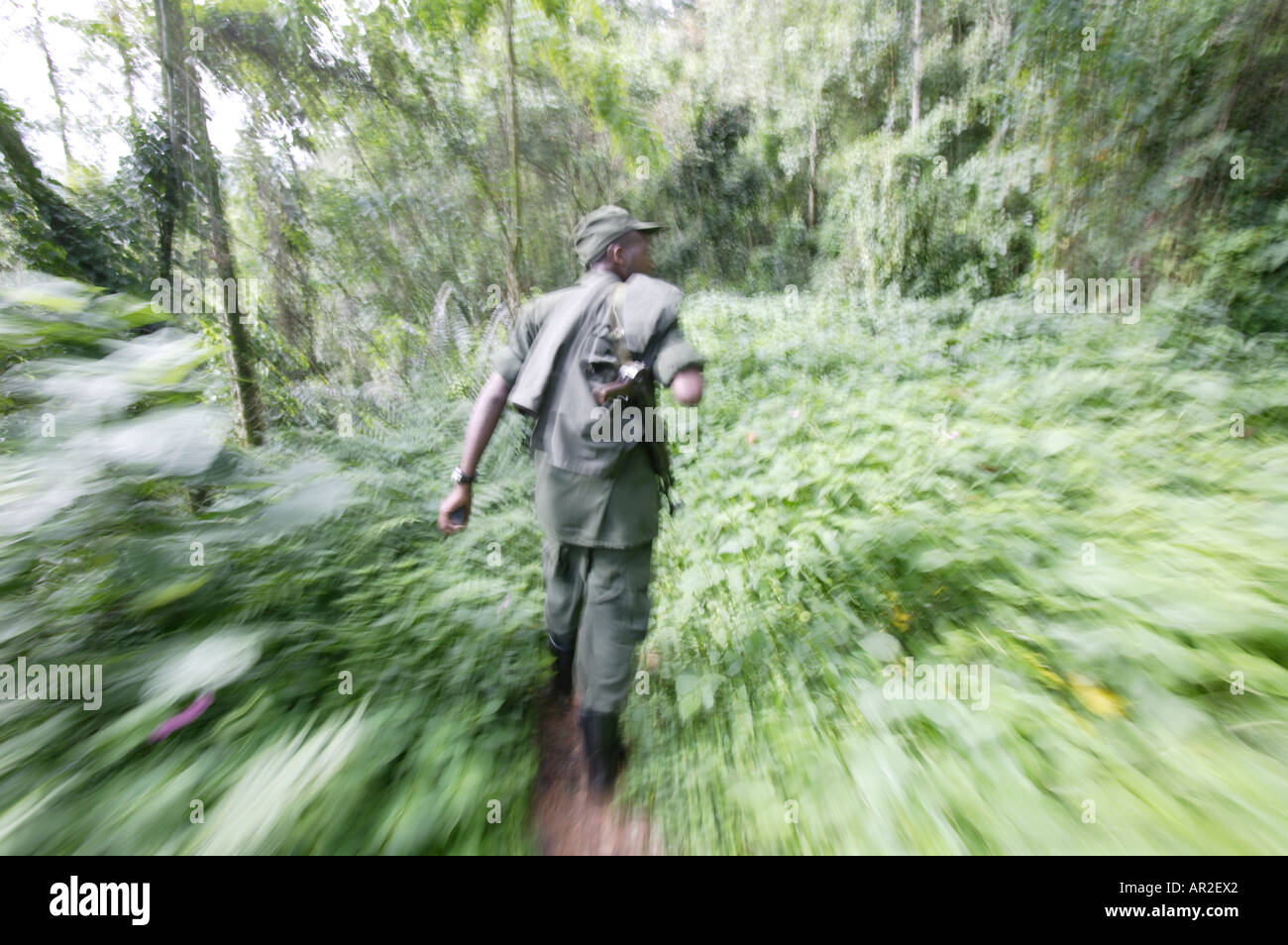 Africa Uganda Bwindi Impenetrable National Park Guard carrying AK 47 ...