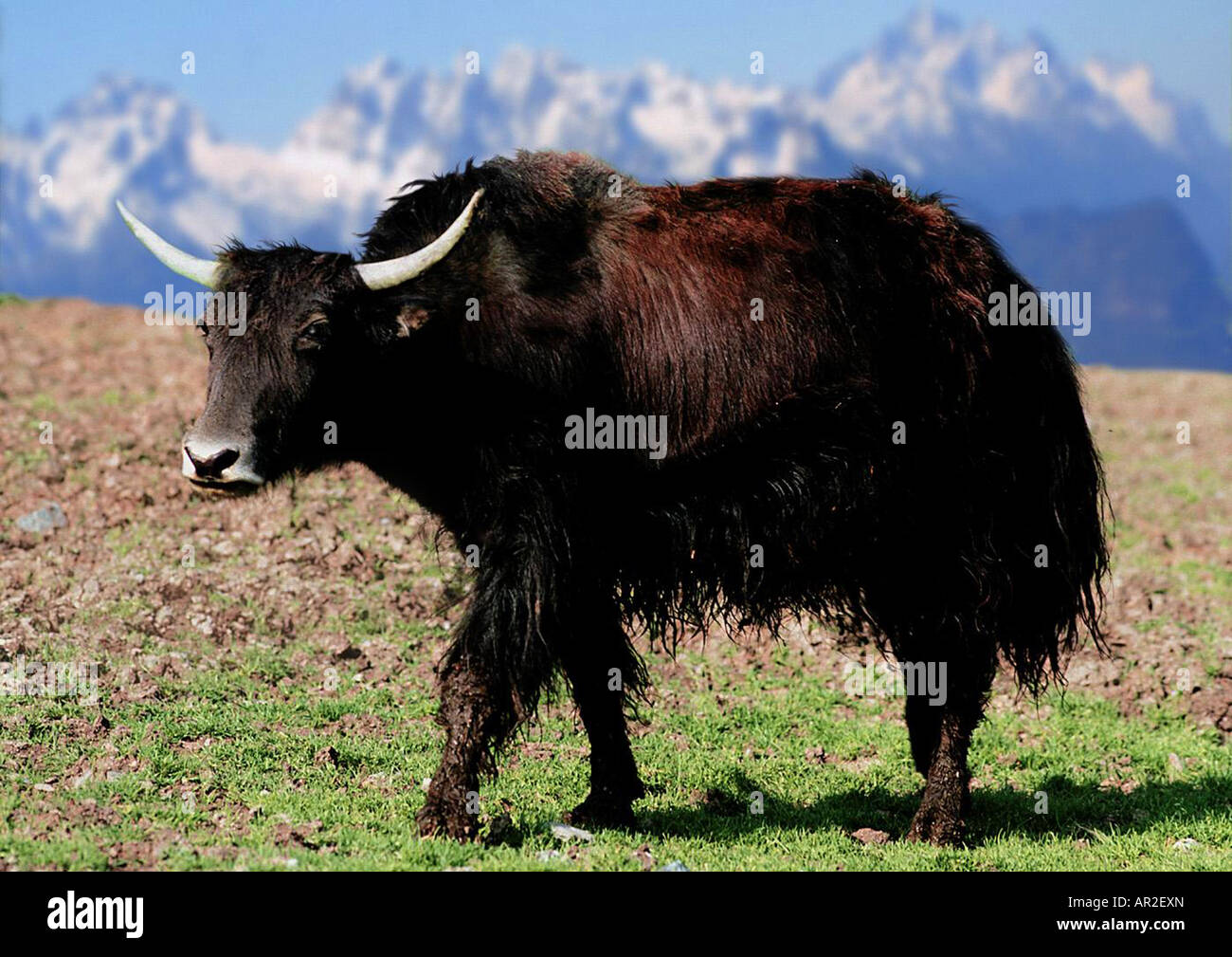 Yak bos grunniens bos mutus hi-res stock photography and images - Alamy