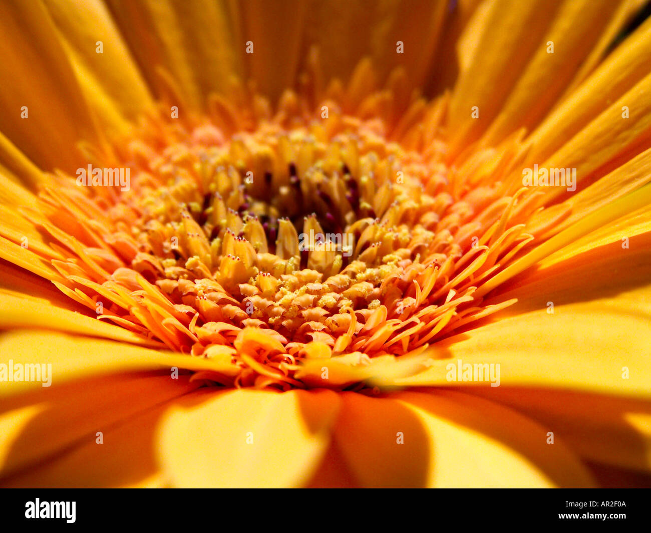 Exterior flower export hi-res stock photography and images - Alamy