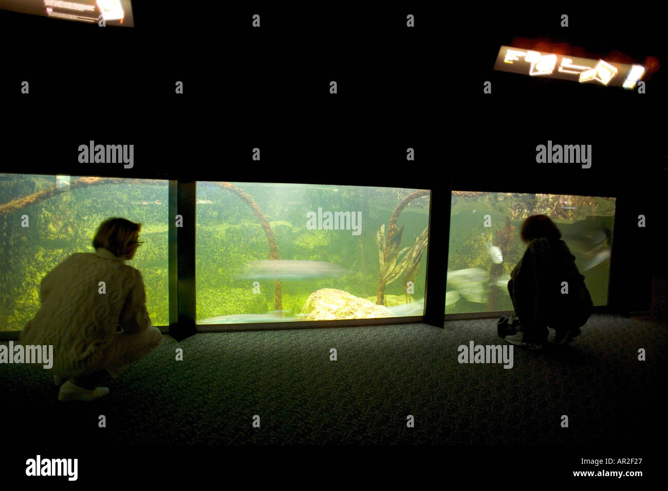 Marine life inside of tanks hi-res stock photography and images - Alamy