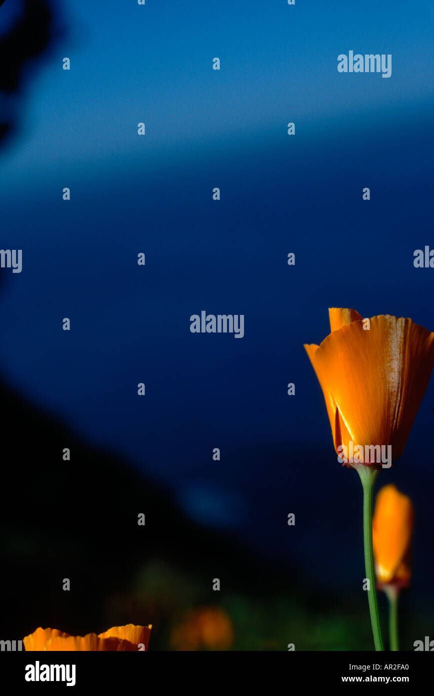 California poppies grow on a cliff overlooking the Pacific Ocean from ...