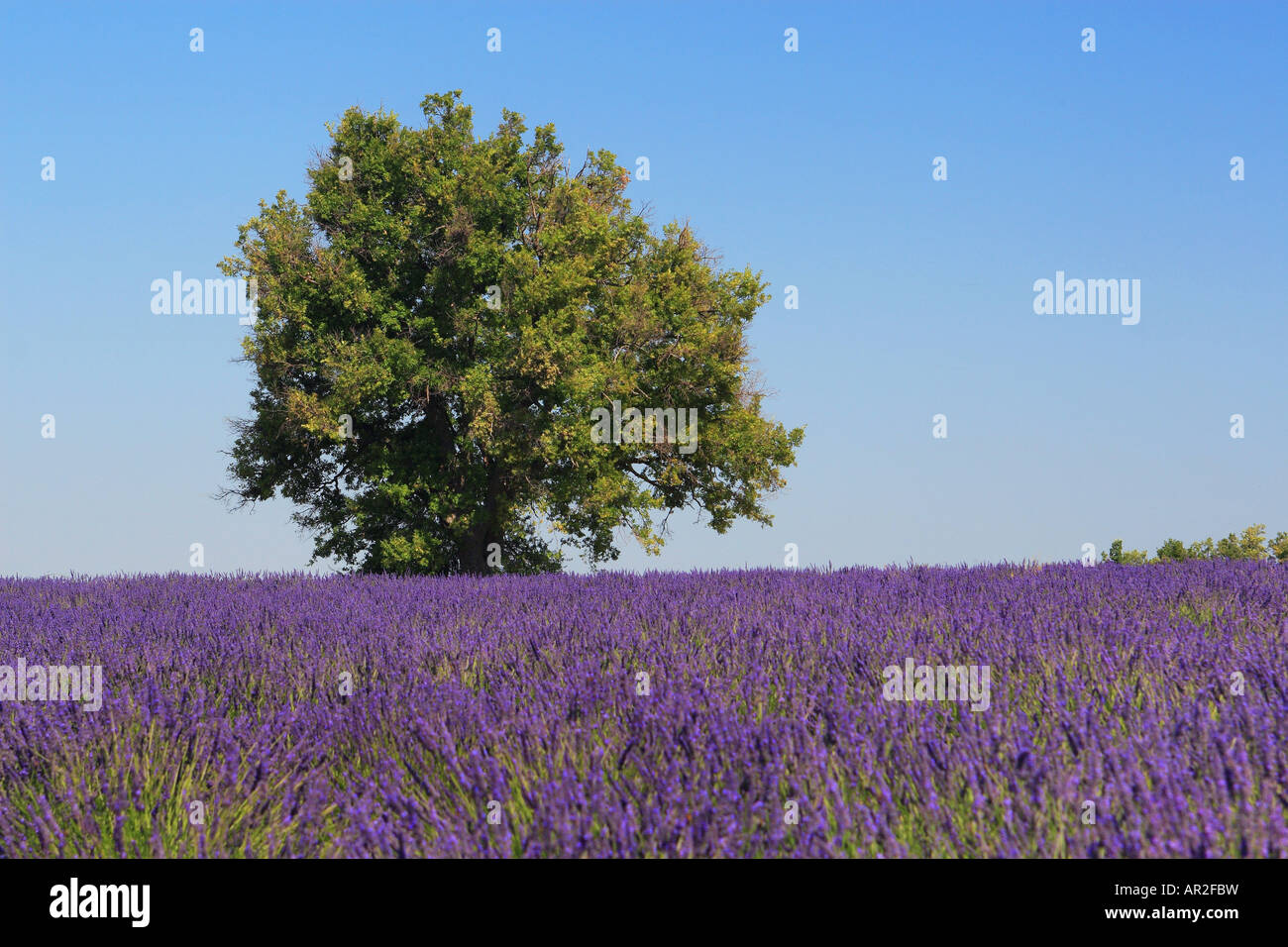 lavender (Lavandula angustifolia), oak in lavender field, France ...