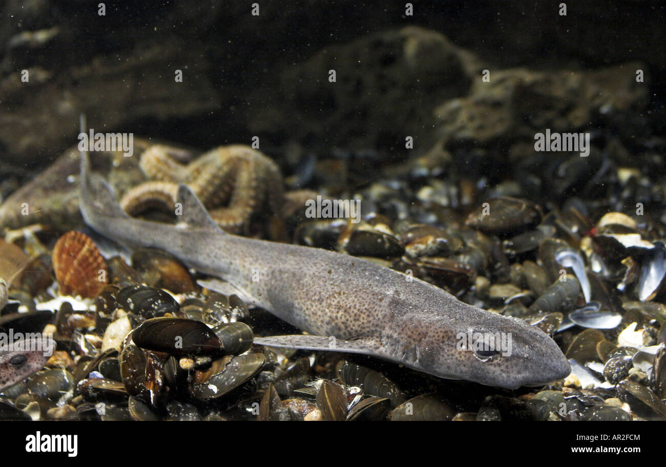 lesser spotted dogfish, smallspotted dogfish, rough hound, smallspotted ...