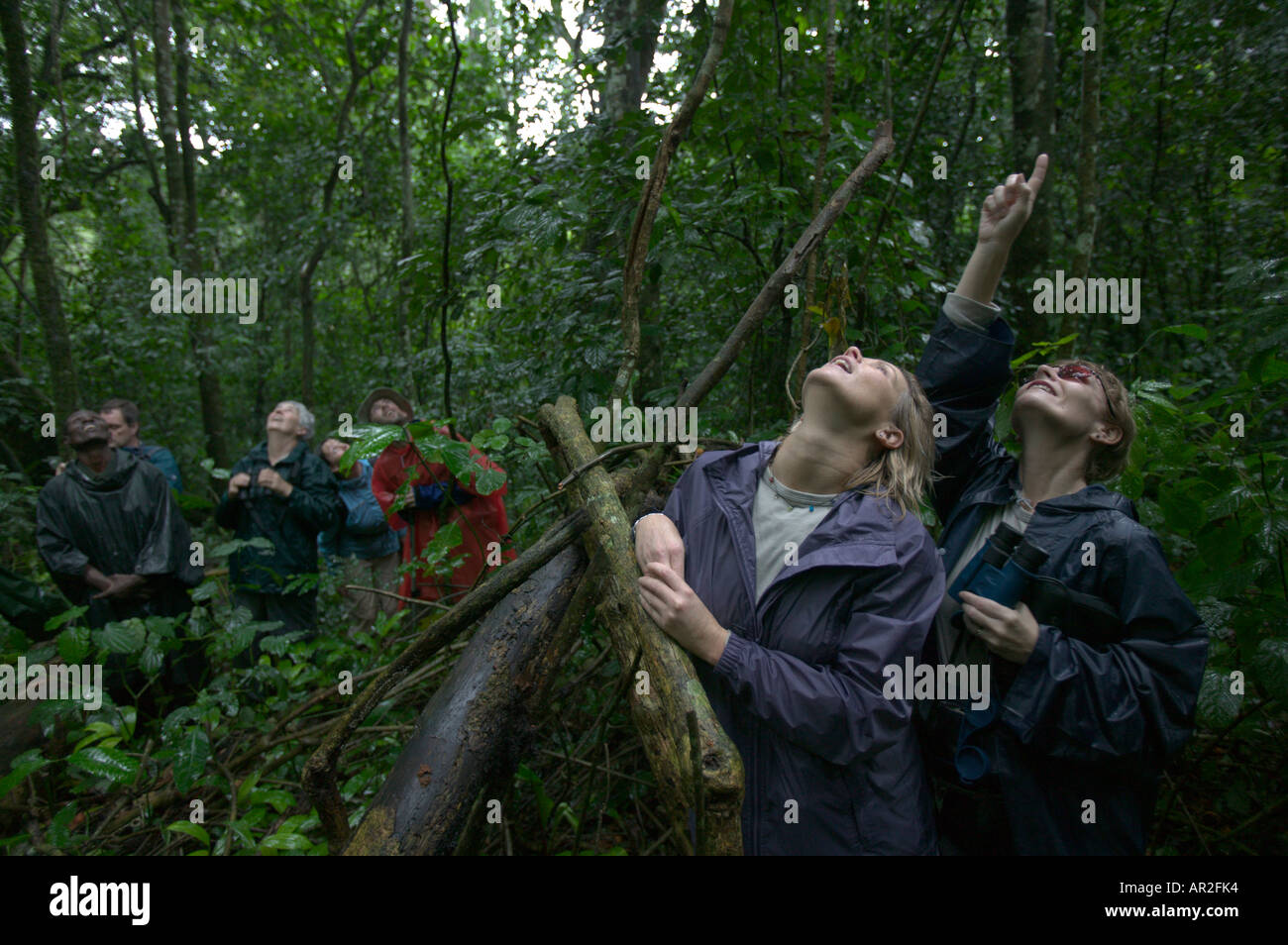 Pictures chimpanzee hi-res stock photography and images - Alamy