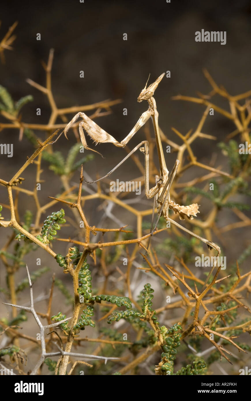 Greek insects hi-res stock photography and images - Alamy