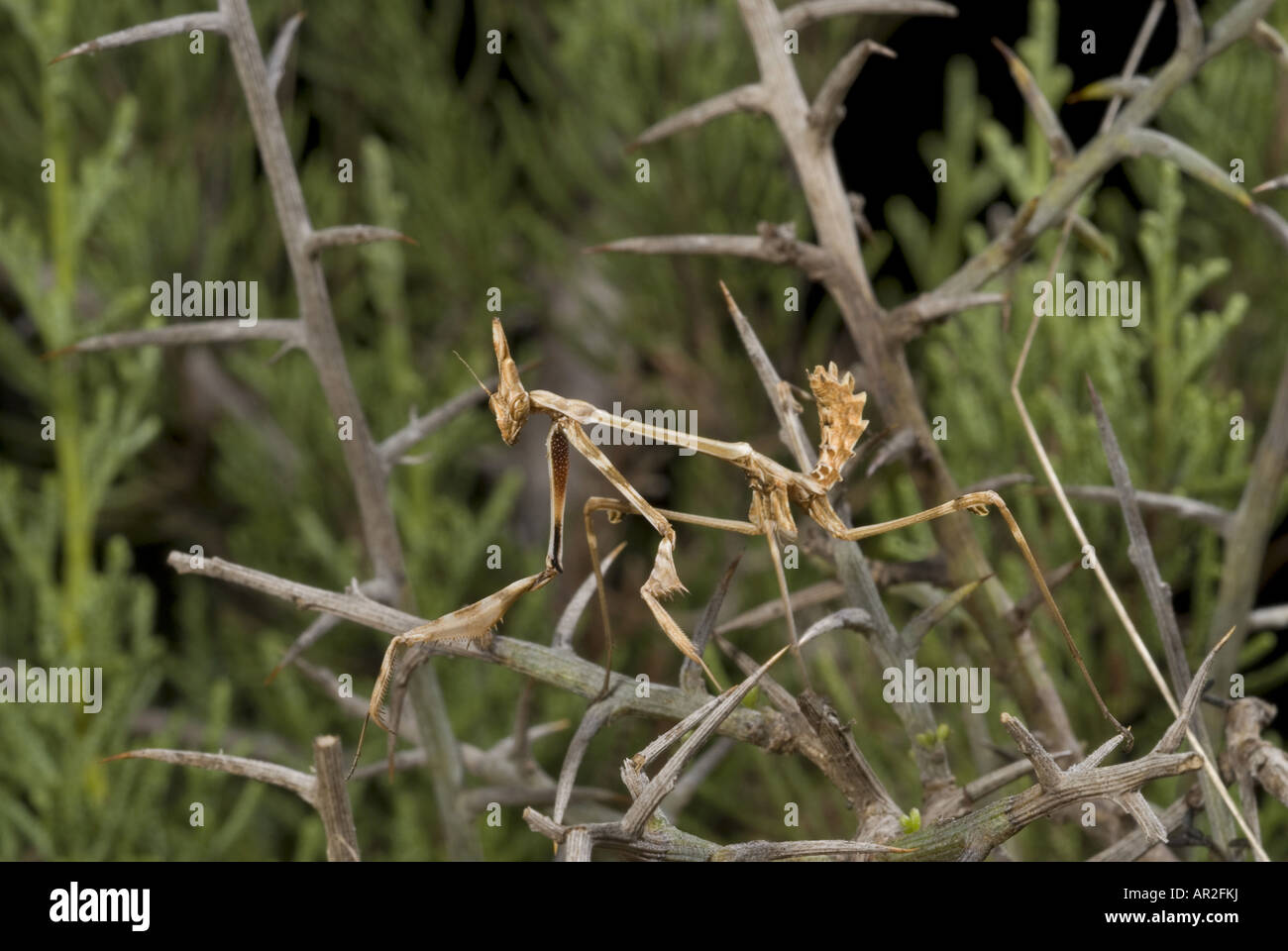 Empusa fasciata (Empusa fasciata), a Greek mantid, Greece, Peloponnes ...