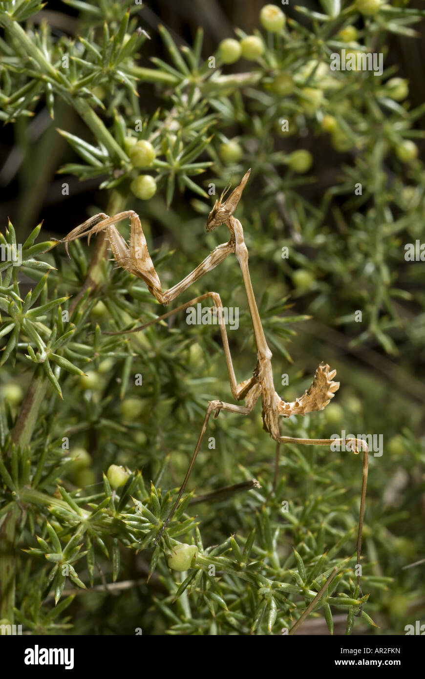 Empusa greek hi-res stock photography and images - Alamy