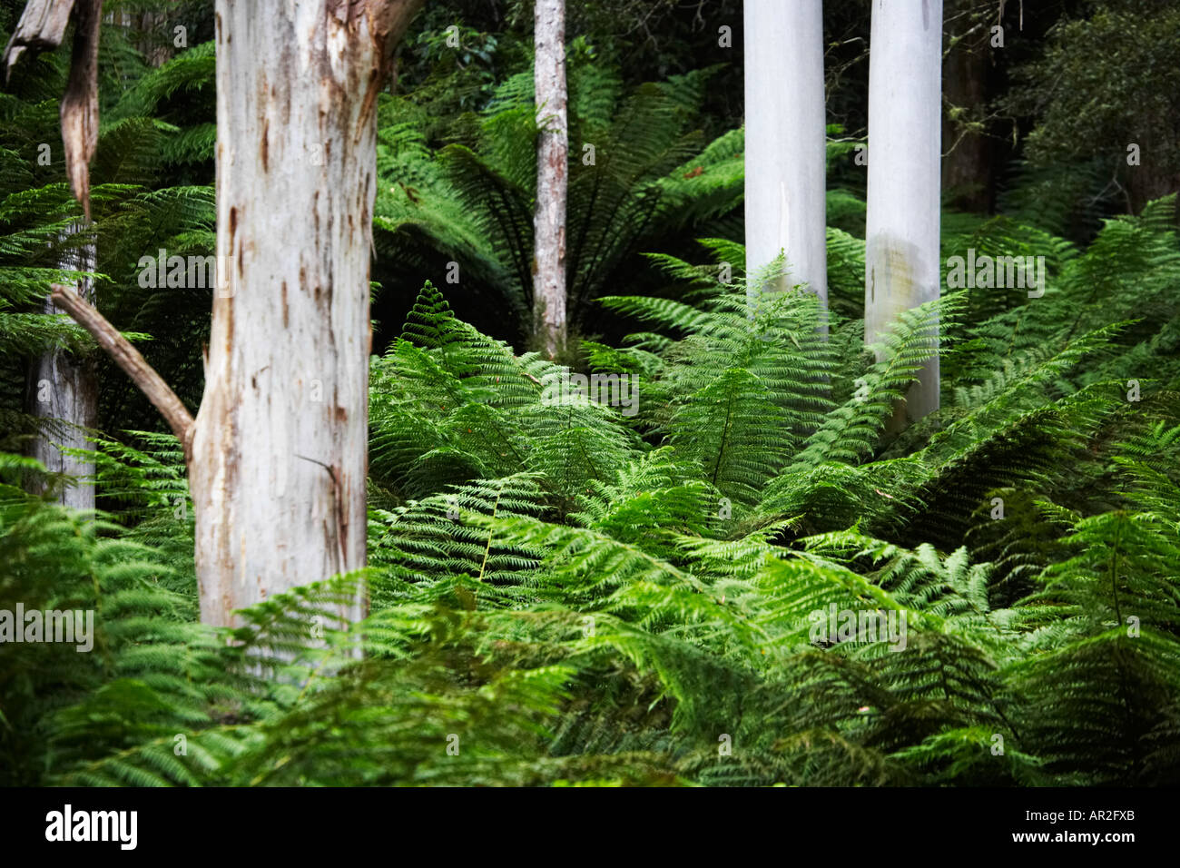 Gum trees in rain forest, Tasmania Stock Photo - Alamy