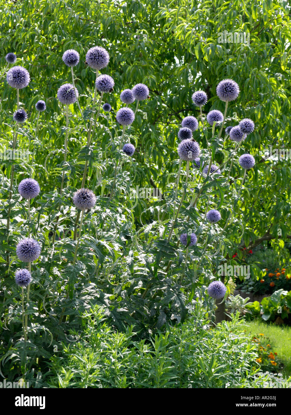 Great globe thistle (Echinops sphaerocephalus Stock Photo - Alamy