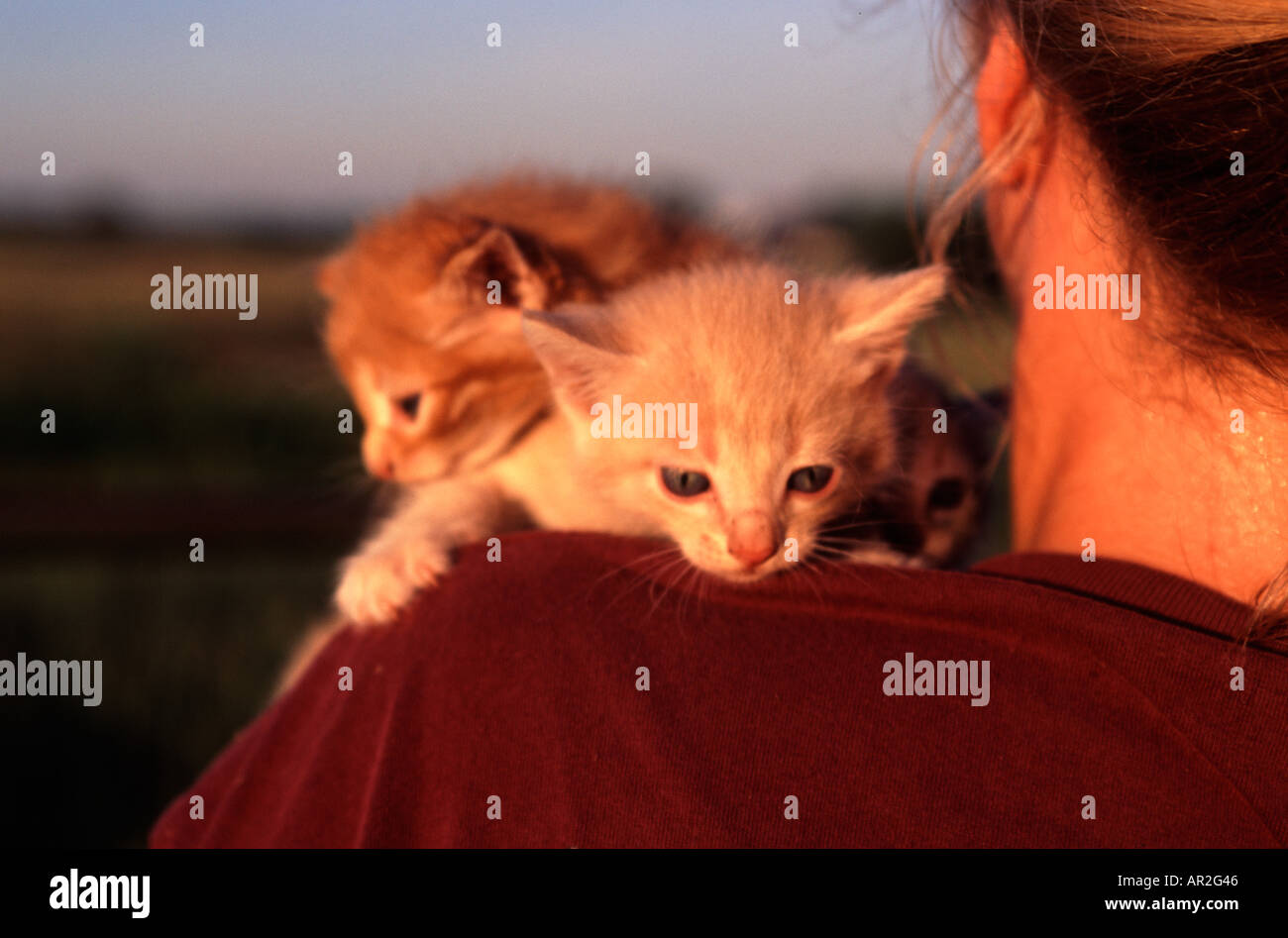 Three very small kittens peeking over shoulder Stock Photo - Alamy