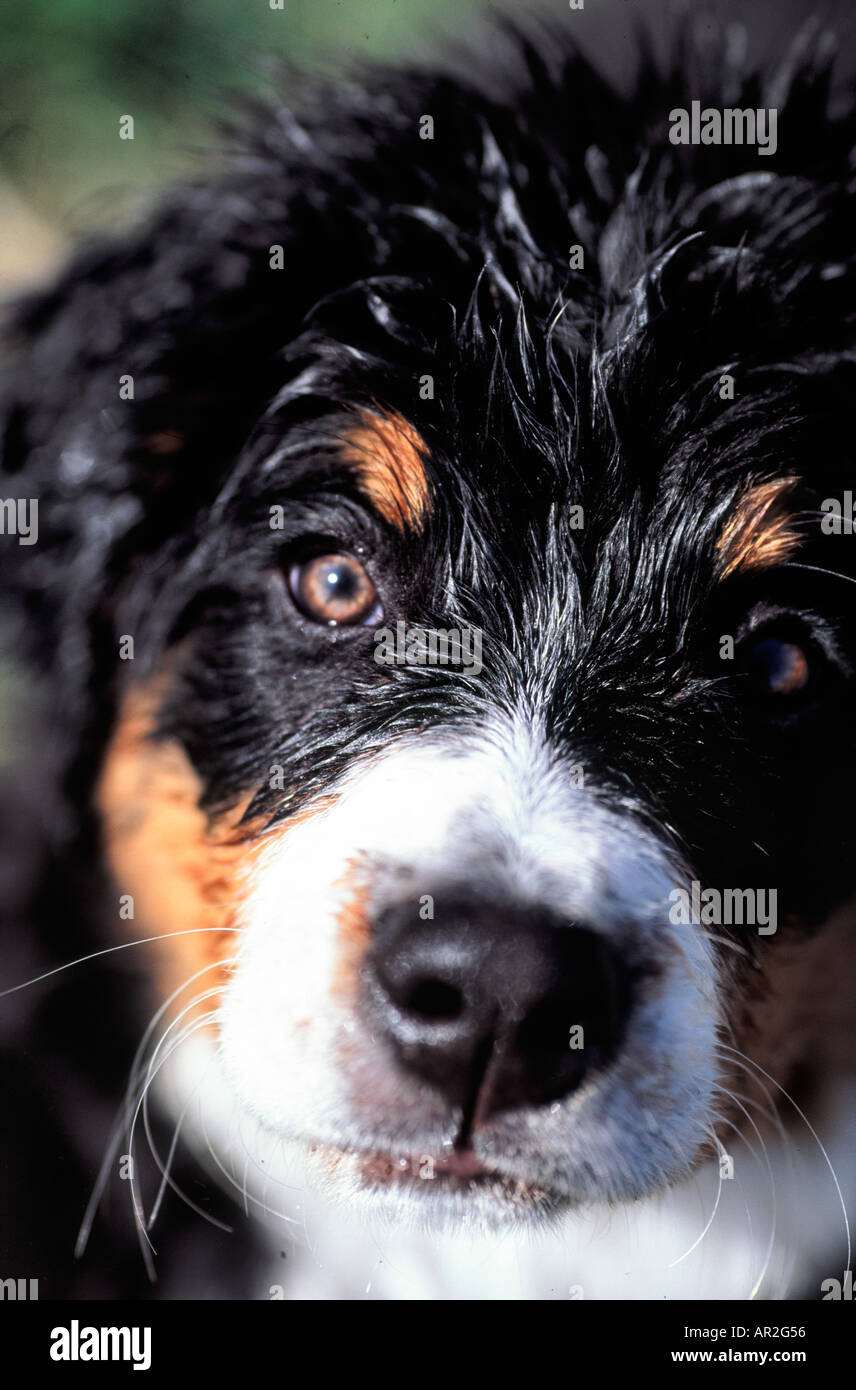 Female bernese mountain dog hi-res stock photography and images - Alamy