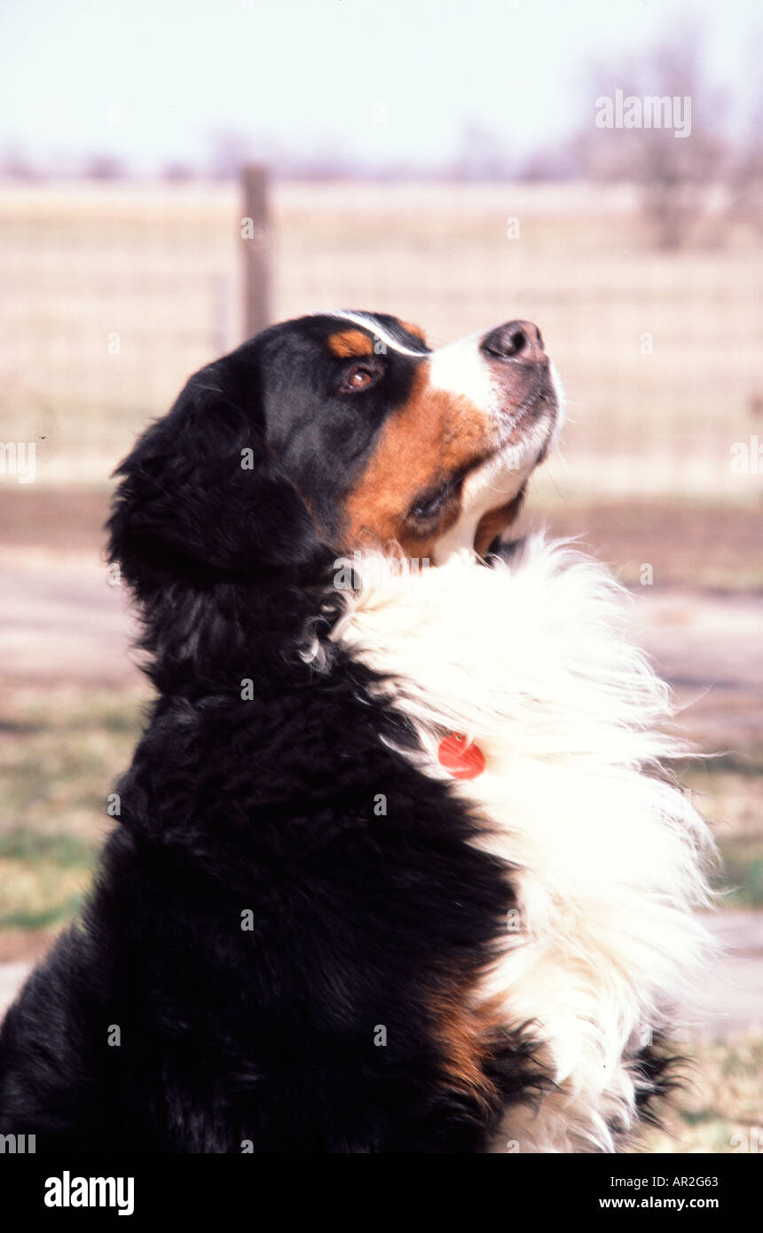 Adult male Bernese Mountain Dog Berner Sennen outdoors Stock Photo - Alamy