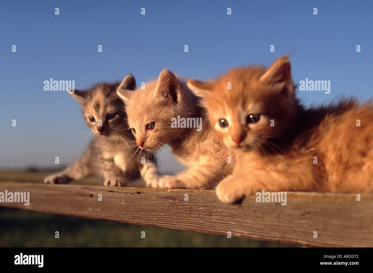 Three very young kittens on top of fence enjoying a warm and sunny day ...